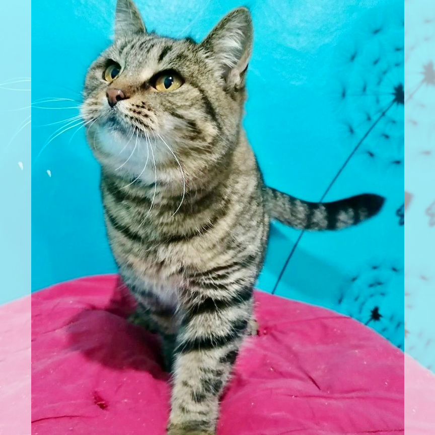 Бенгальская, взрослая кошка