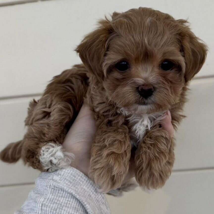 Мальтипу, щенок