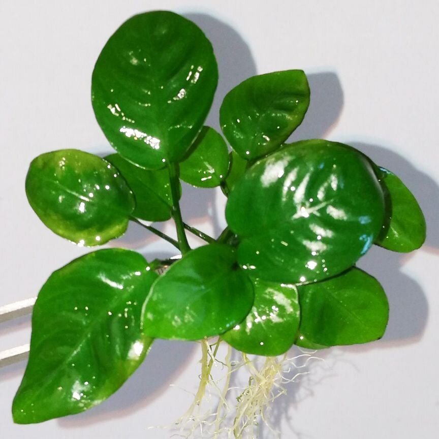 Аквариумные растения неприхотливые