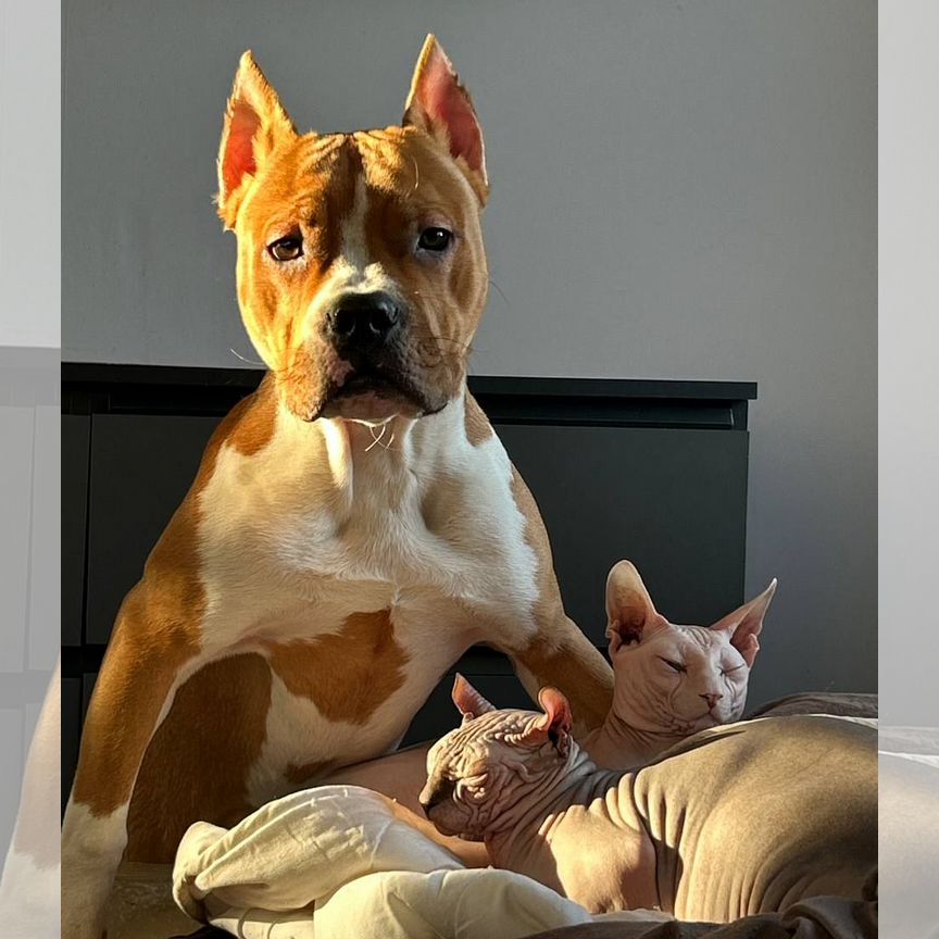 Американский стаффордширский терьер, взрослый пёс