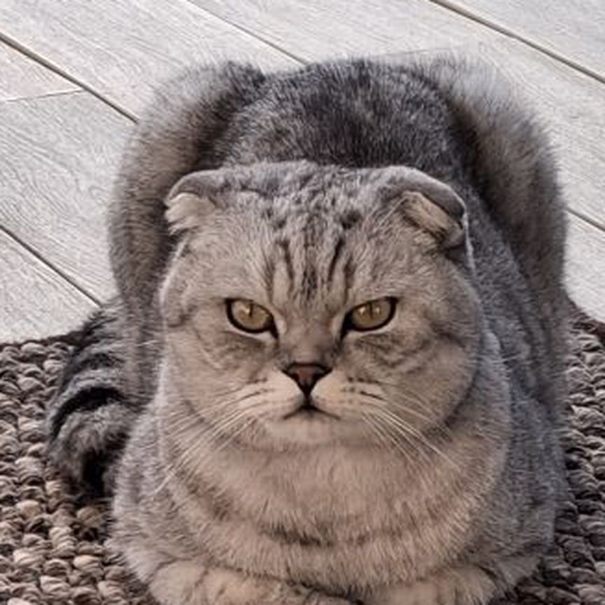 Британский кот