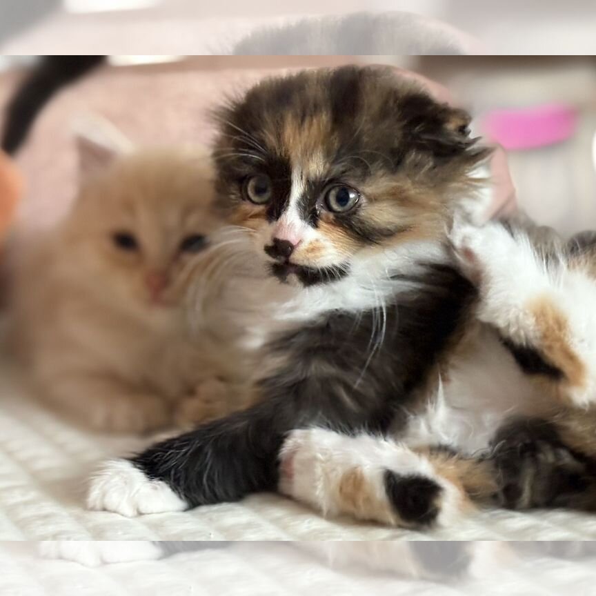 Котята пушистые