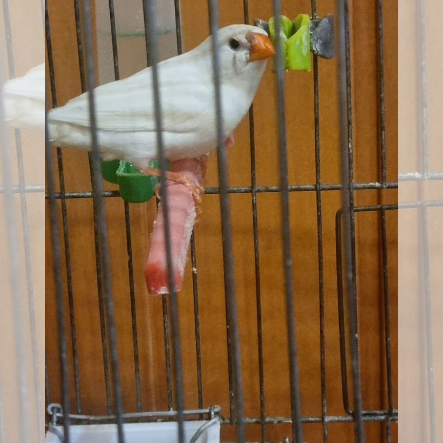 Зебровые амадины