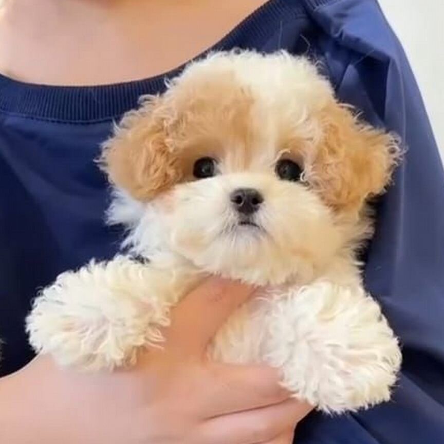 Мини щенки Пушоны