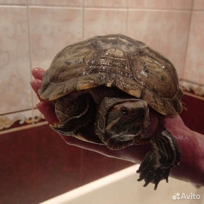 Красноухая черепаха