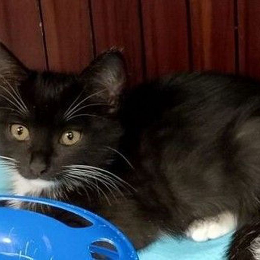 Котята бездомные котики