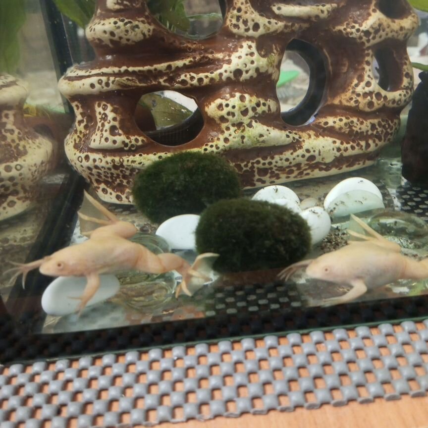 Лягушки шпорцевые 2 штуки