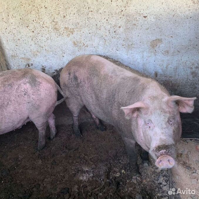 Свиньи живым весом