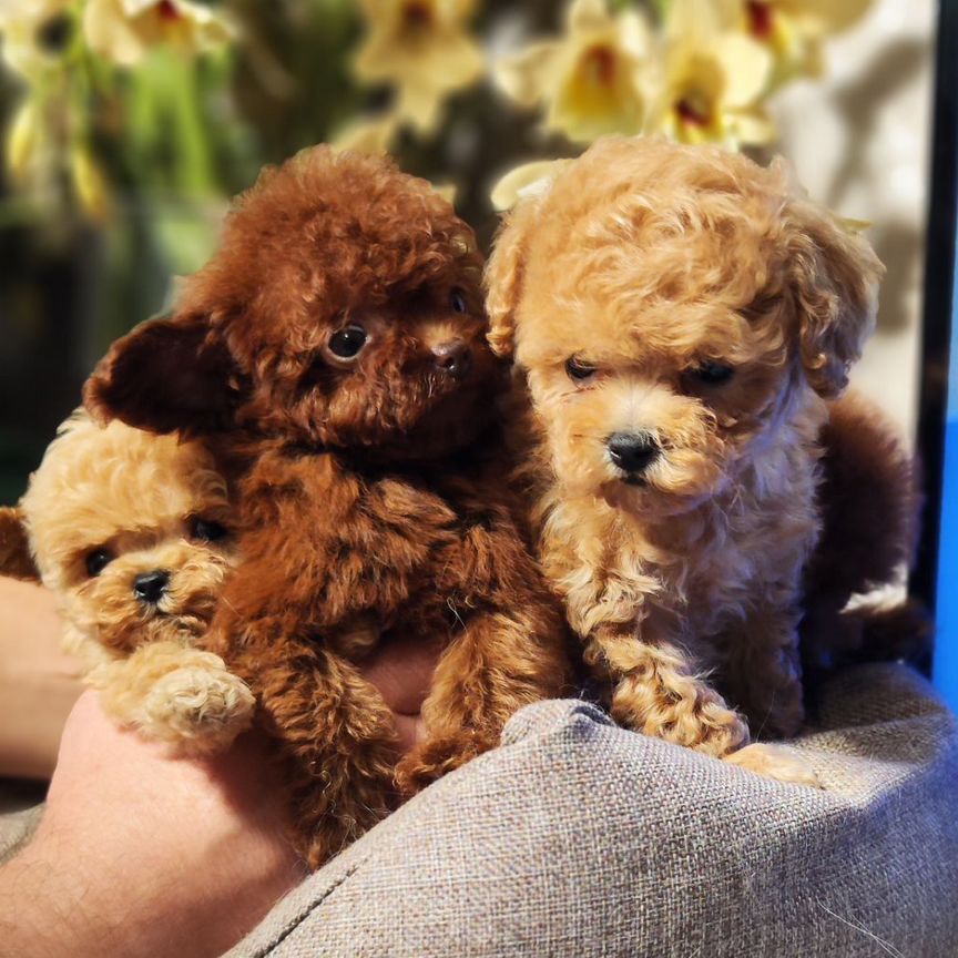 Мальтипу, щенок