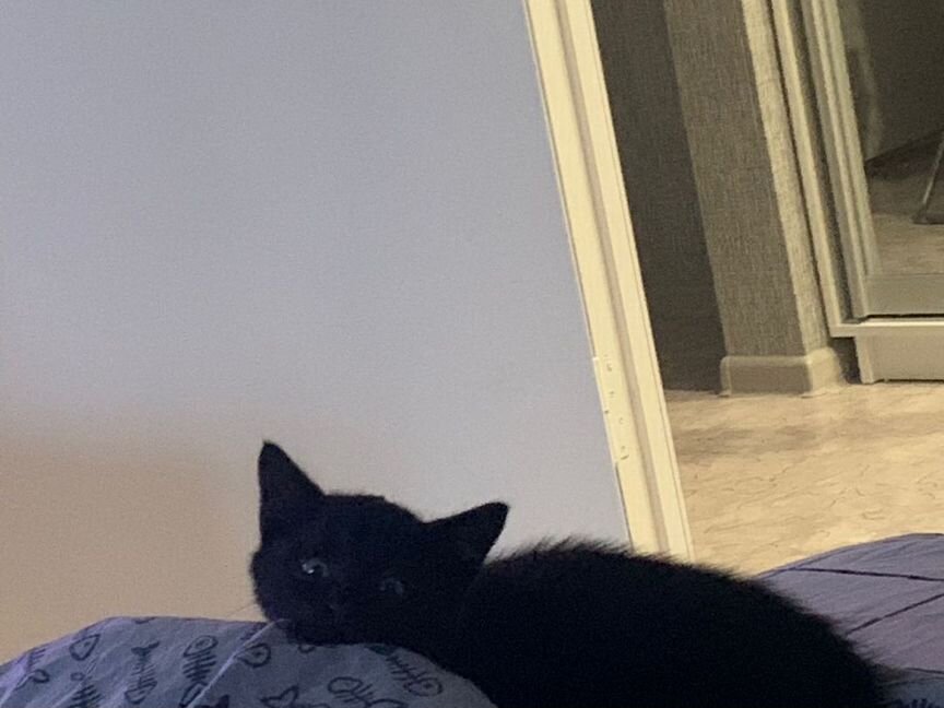 Пипи в добрые руки