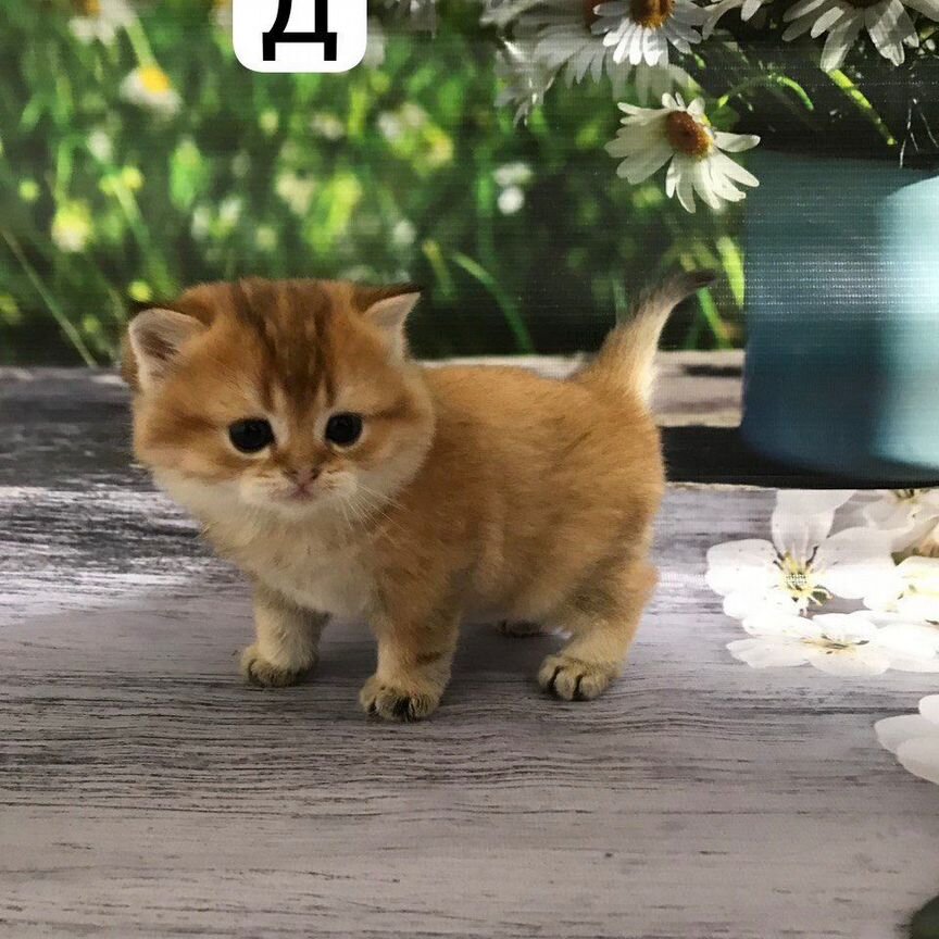 Шотландские котята пушистая шиншила девочка