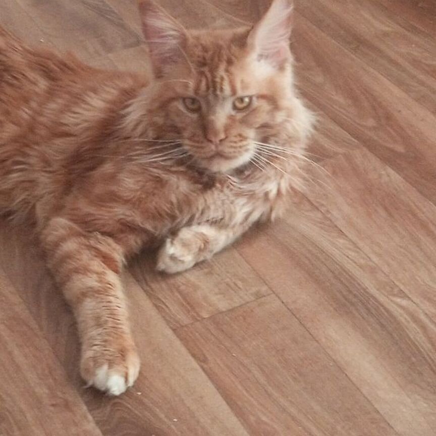Молодой кот