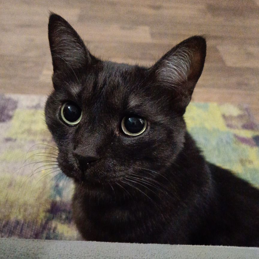 Чёрный кот