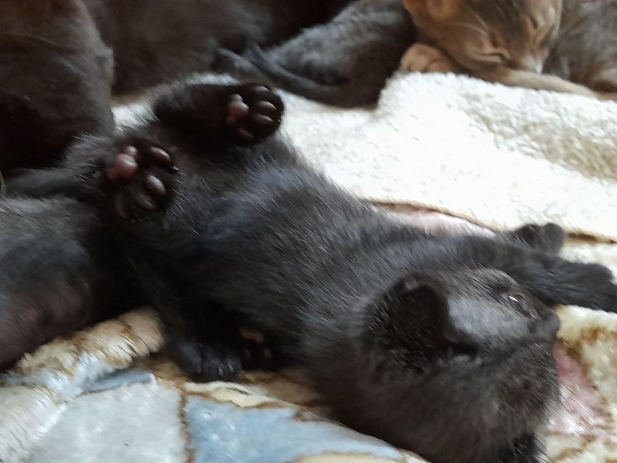 Котята шотландские вислоухие