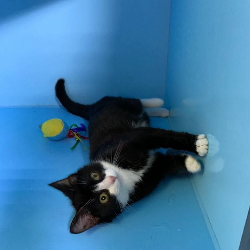 Экстренный поиск дома для котёнка.Завтра улица