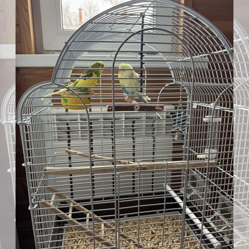 Волнистый попугай с клеткой