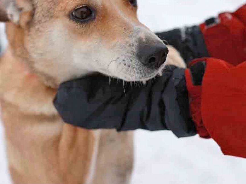 Весёлая собачка Дина