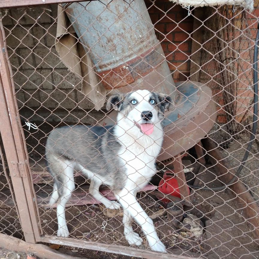 Отдам в добрые руки