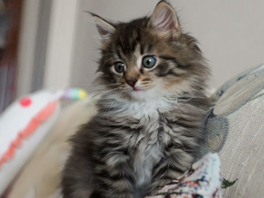 Провинциалка с характером