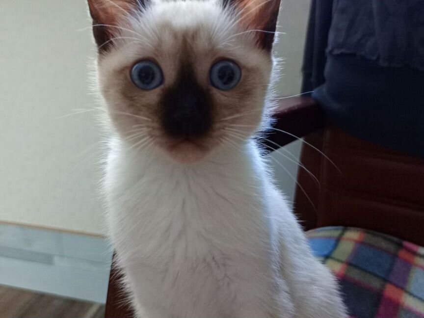 Сиамские котята
