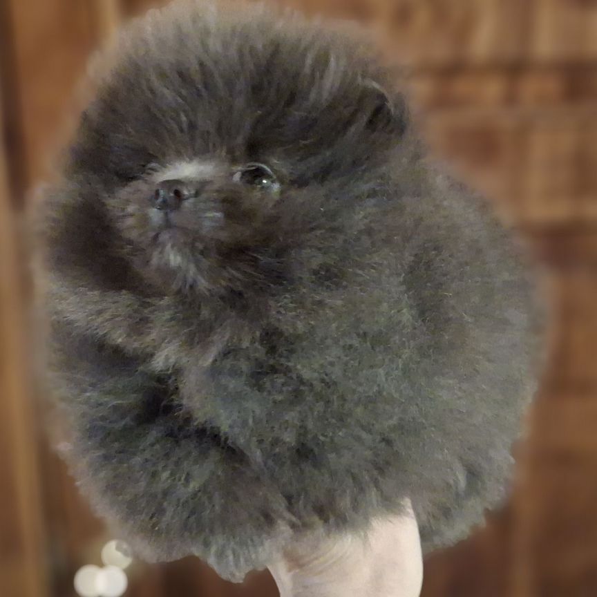 Померанский шпиц, щенок