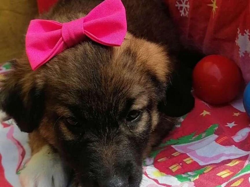 Собака в добрые руки отдам бесплатно