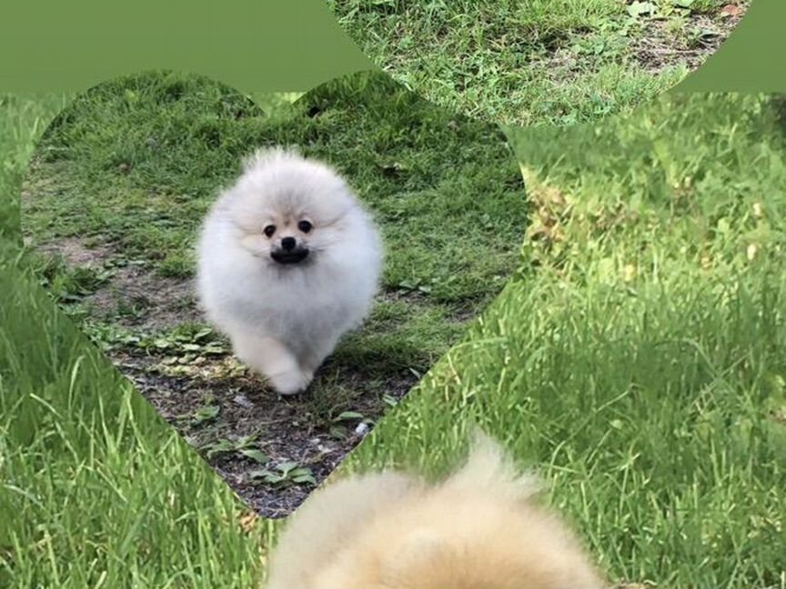 Померанский шпиц