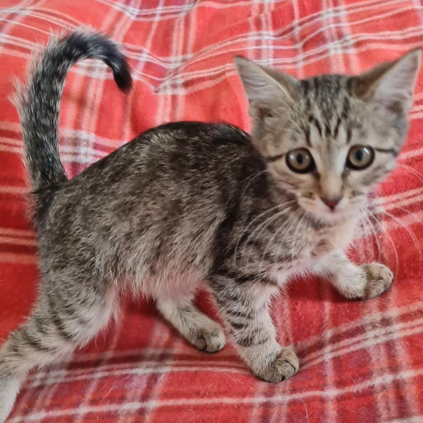 Ласковый котёнок в добрые руки