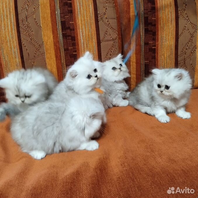 Котята персидской шиншиллы