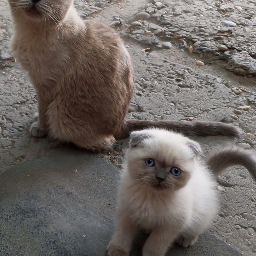 Котята шотландские