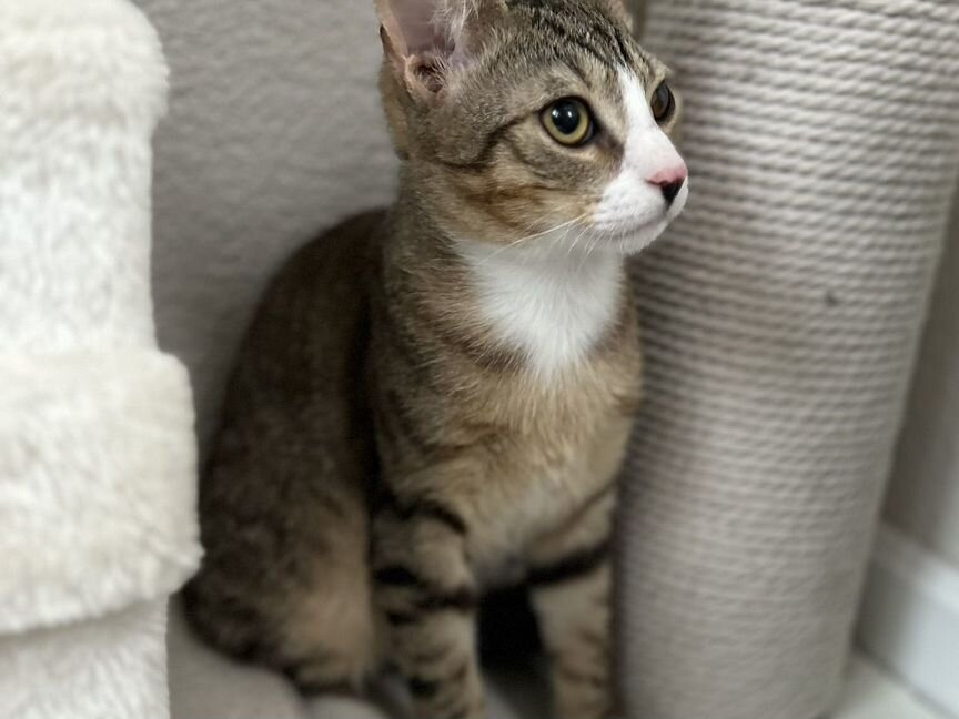 Котята в добрые руки бесплатно