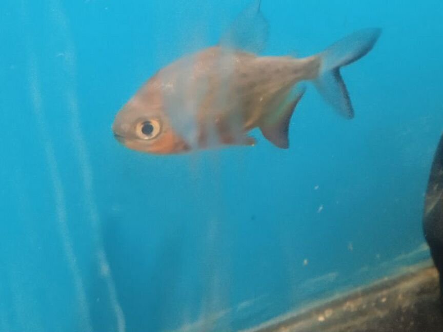 Пиранья в добрые руки