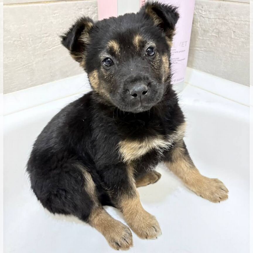 Щенок в добрые руки