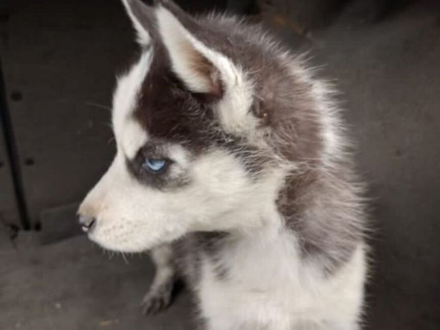 Щенки сибирской хаски