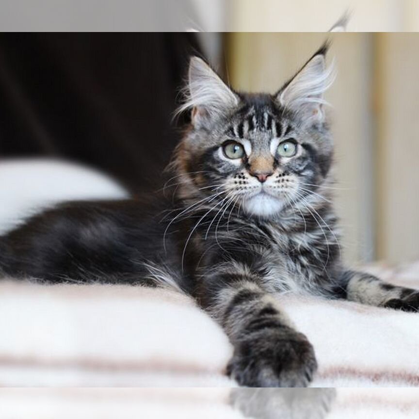 Мейн-кун котёнок