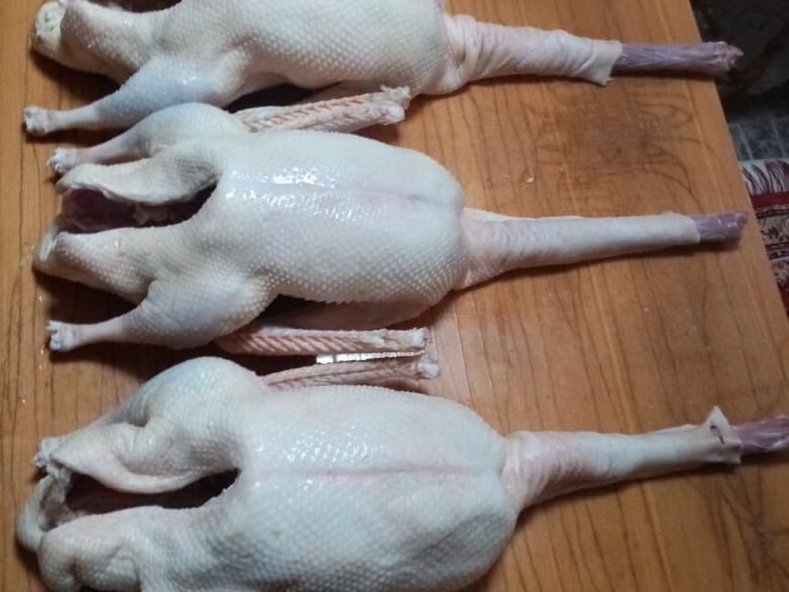 Гуси деревенские домашние