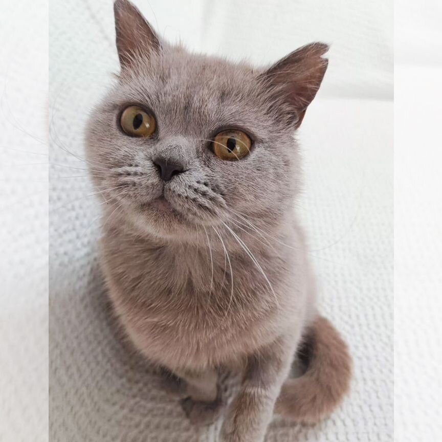 Шотландская прямоухая кошка