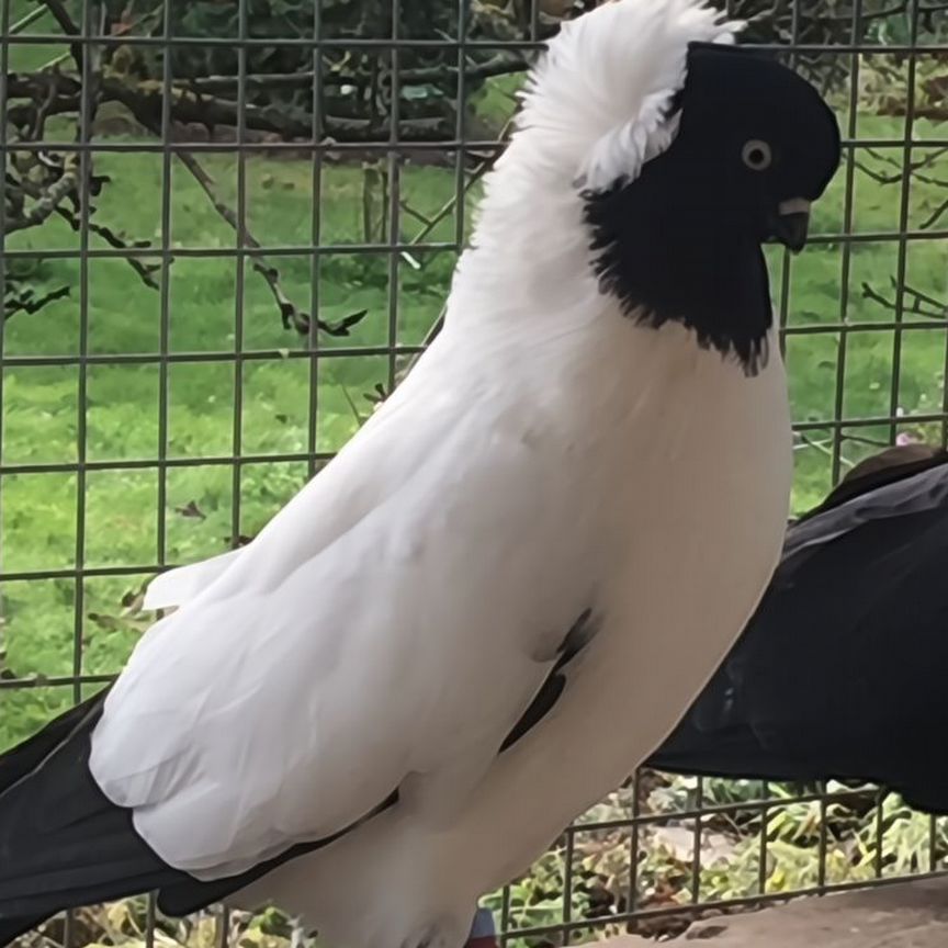 Продаю немецкие крестовые монахи черные