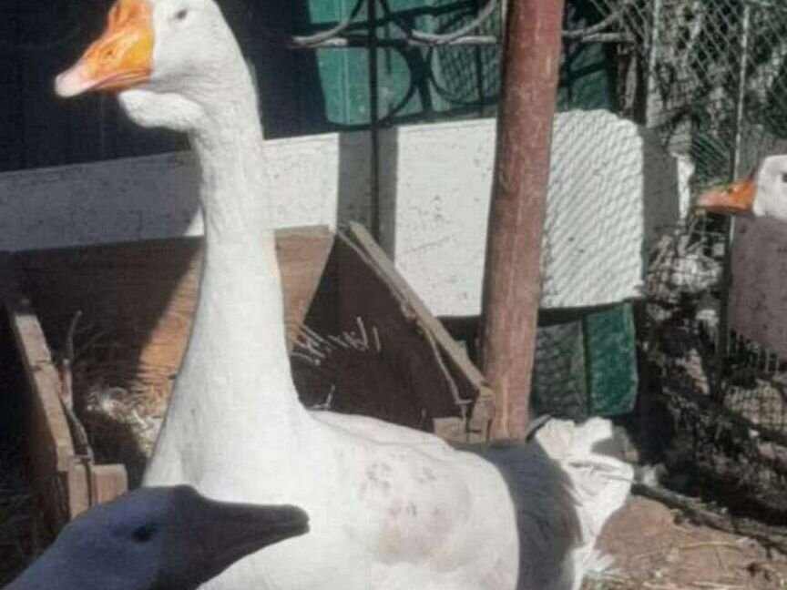 Гусак на племя холмогор+линда 50 на 50