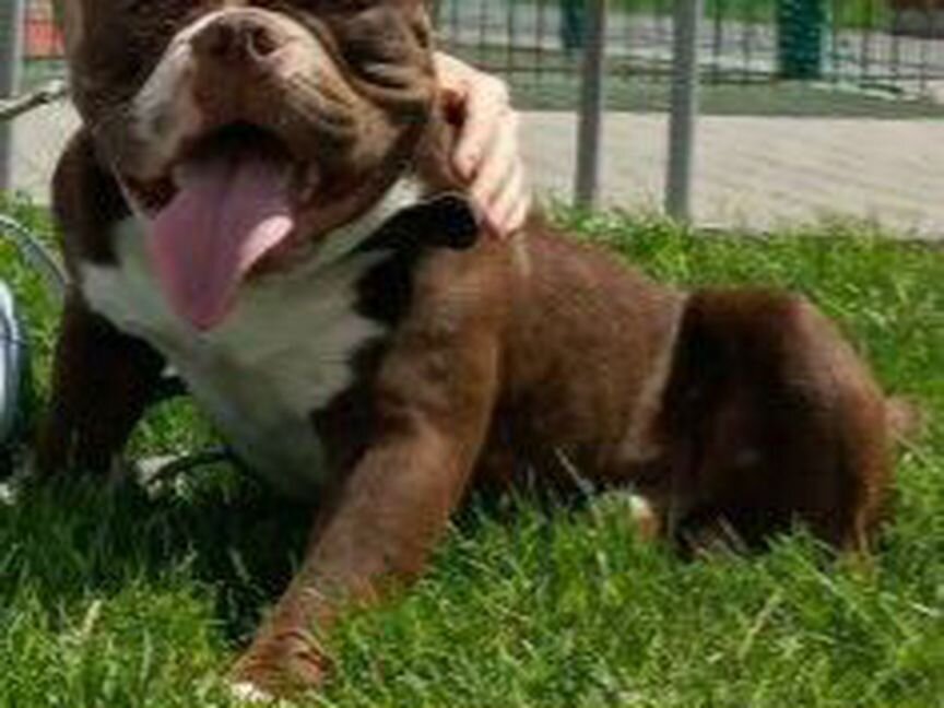 Кобель амбулли