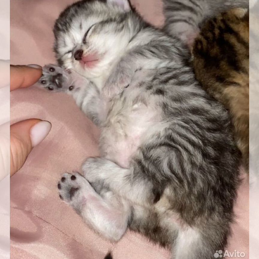 Котята серебристая шиншилла