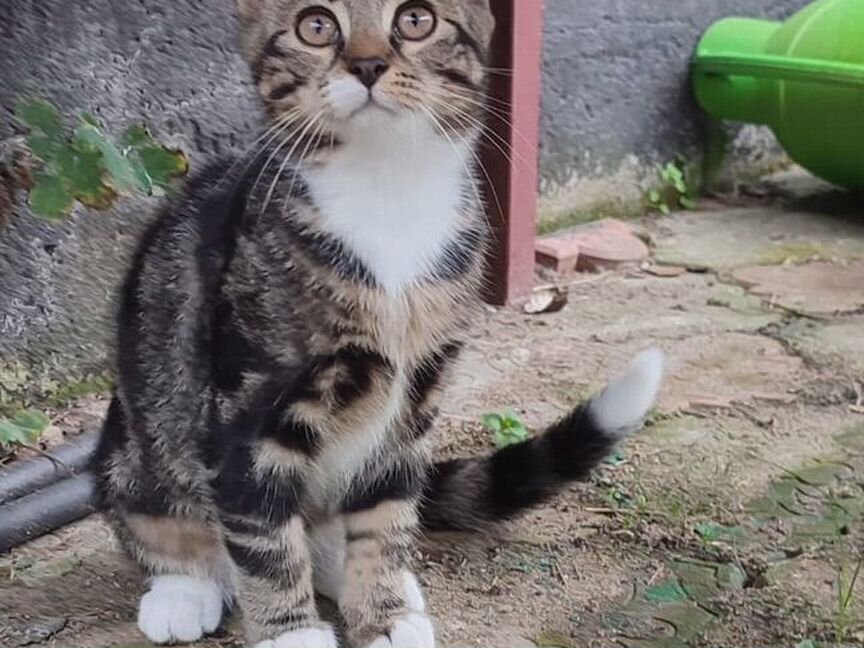 Котенок 3 месяца мальчик