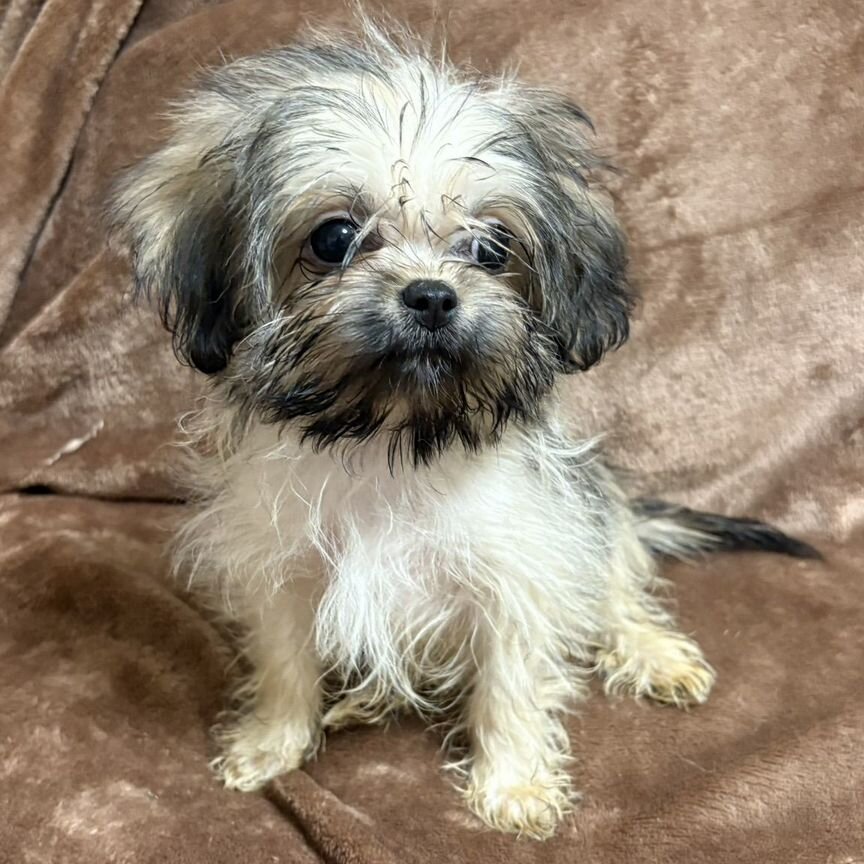 Мальтипу, щенок