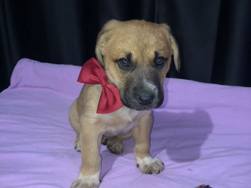 Щенок от крупной собаки