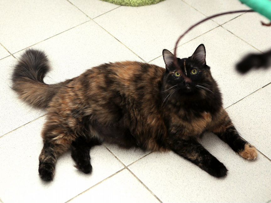 Шикарная молодая кошка размера plus size