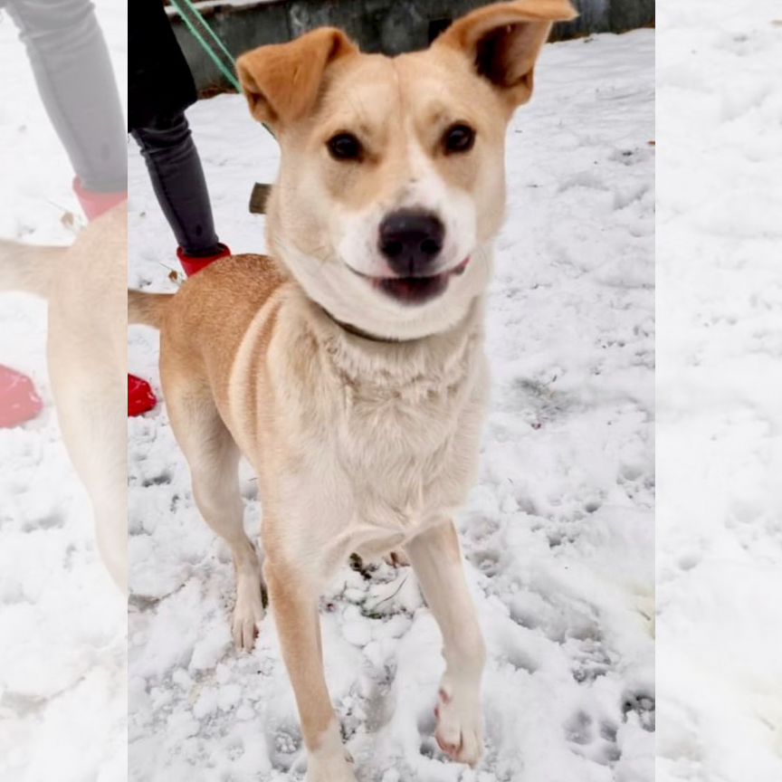 Взрослый пёс в добрые руки