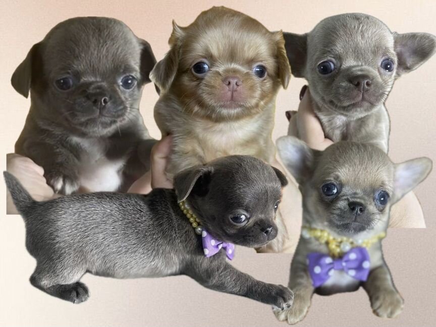 Чихуахуа девочки и мальчик, Документы РКФ