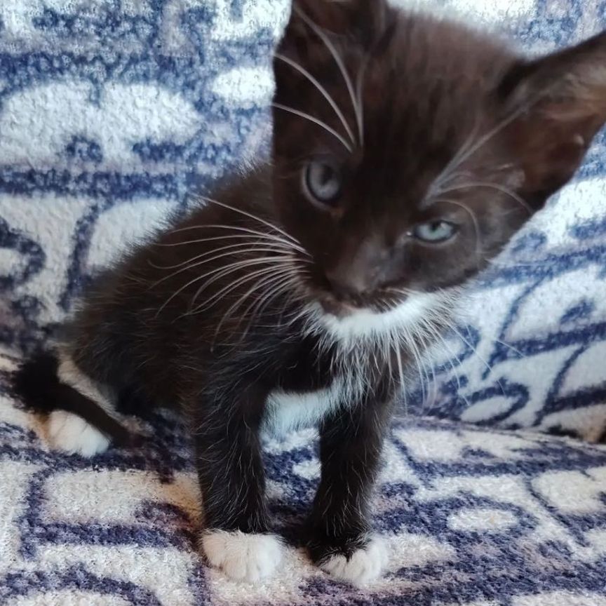 Котёнок в добрые руки