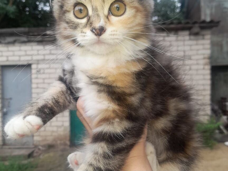 Кошка