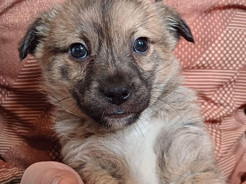 Малышка Барси в добрые руки